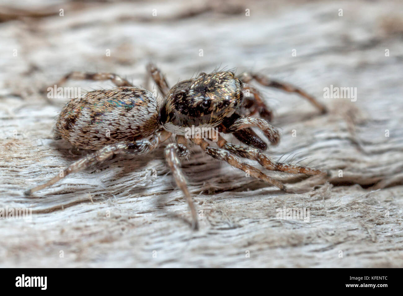 The jumping spider family (Salticidae) contains more than 500 described ...
