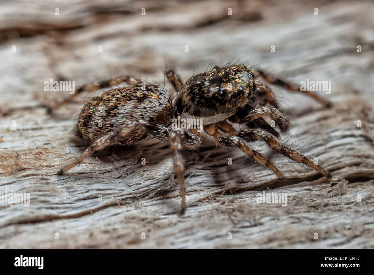 The jumping spider family (Salticidae) contains more than 500 described ...