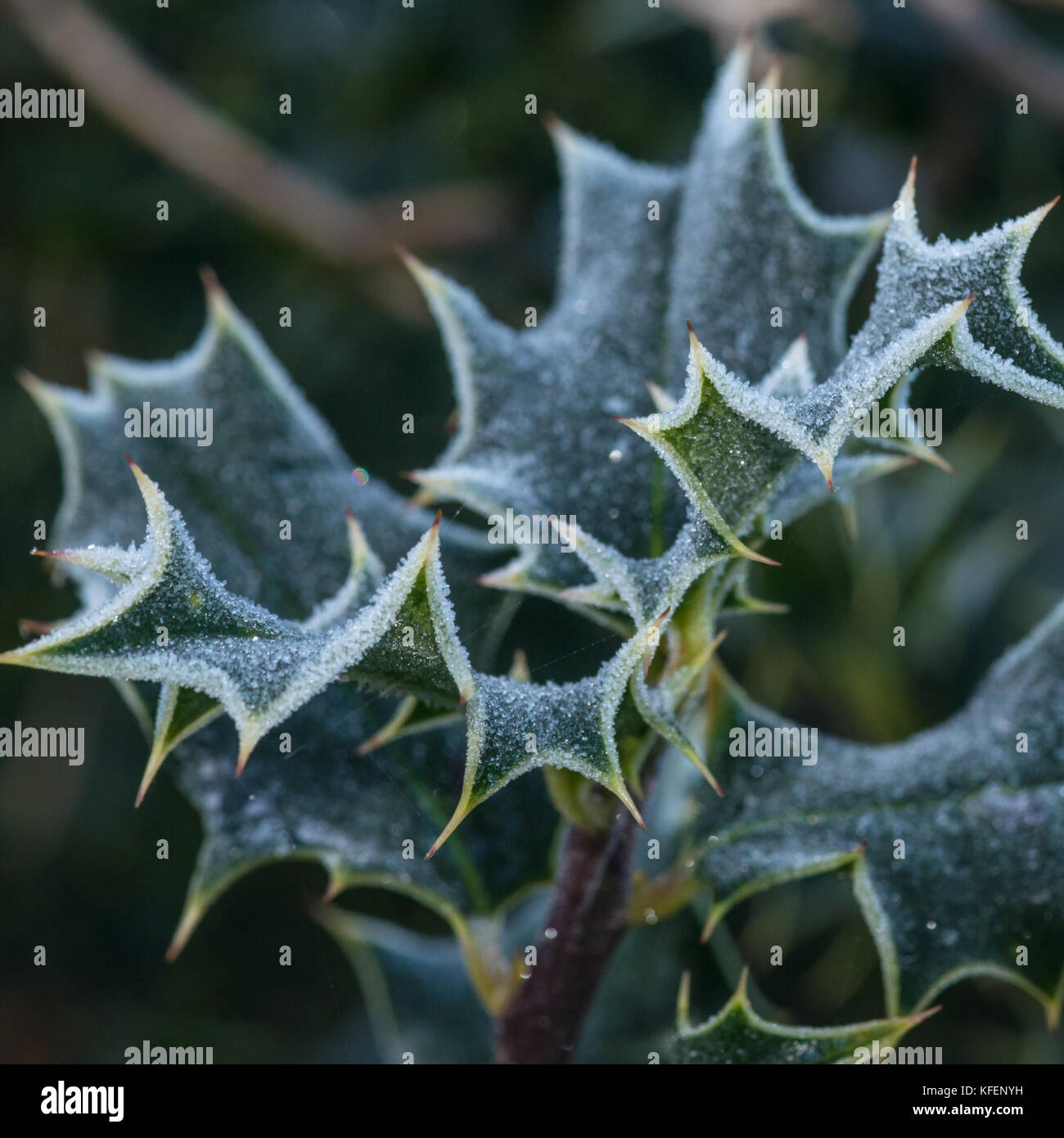 Frosted holly hi-res stock photography and images - Alamy