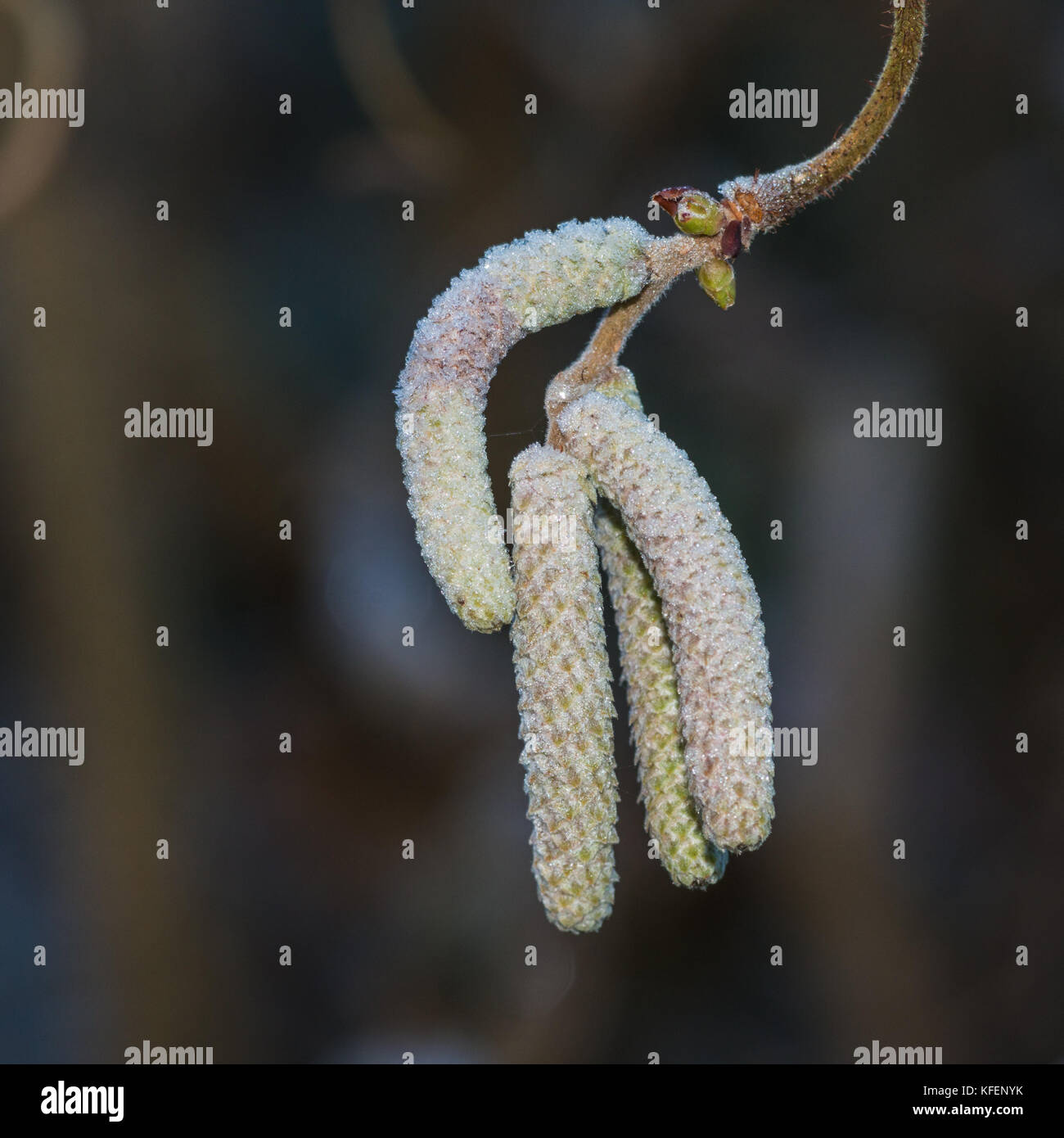 Hazel tree hi-res stock photography and images - Alamy