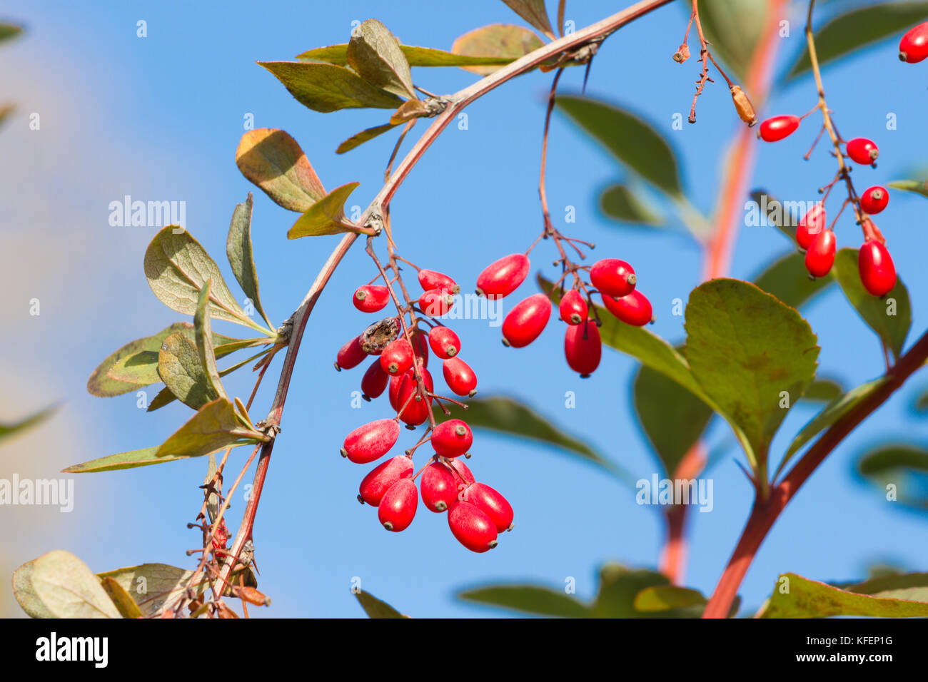 Branch of common barberry on sky background. European barberry red ...