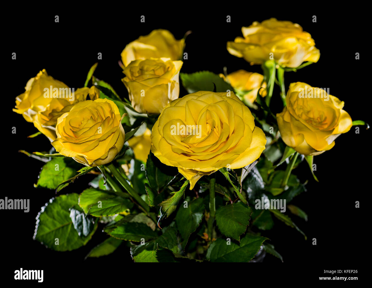 Yellow roses black background black background hi-res stock photography ...