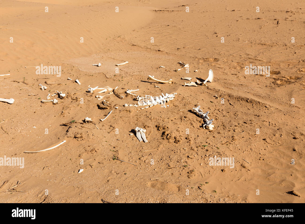 bones of an animal in the desert Stock Photo - Alamy