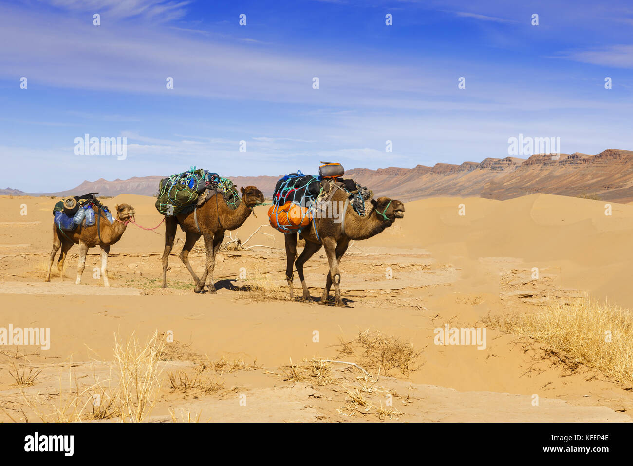 Sahara desert oasis camel hi-res stock photography and images - Alamy