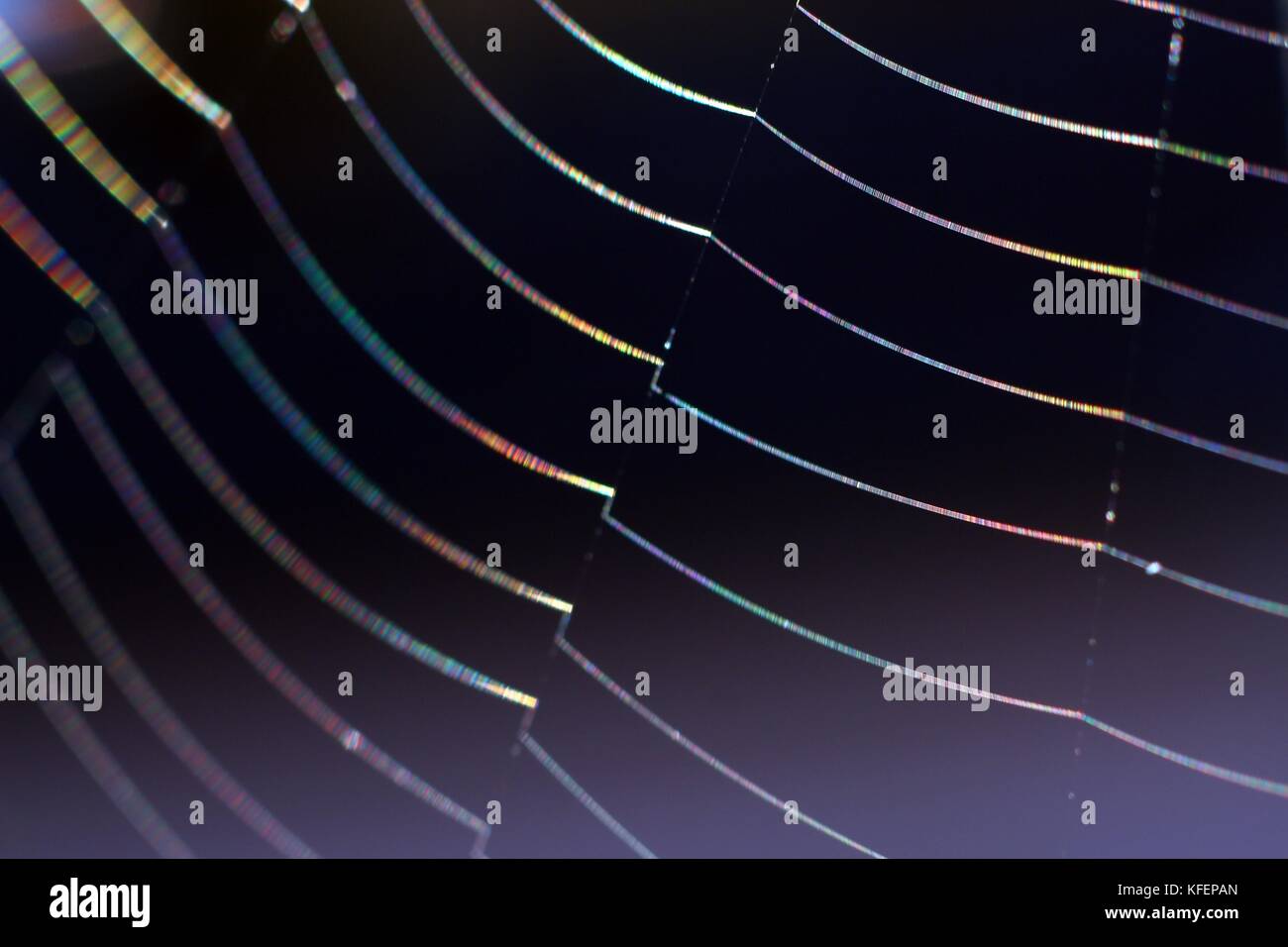 colorful spider web Stock Photo - Alamy