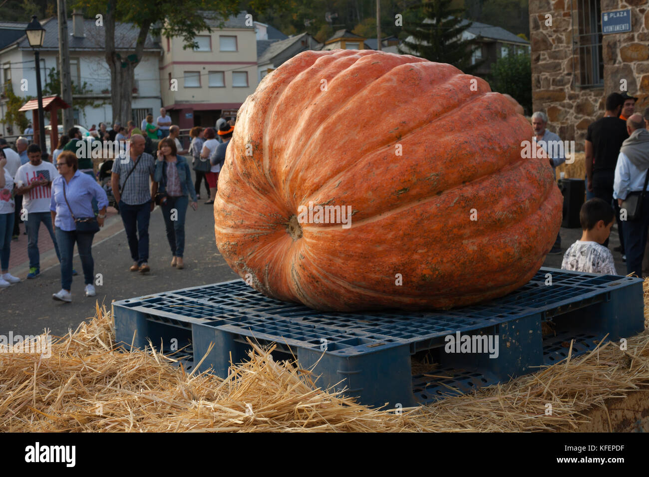pumpkin winner in an agricultural contest Stock Photo - Alamy
