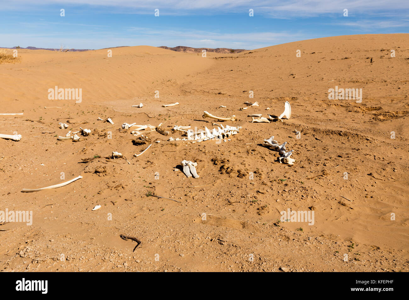 Dead cow skeleton bone bones hi-res stock photography and images - Alamy