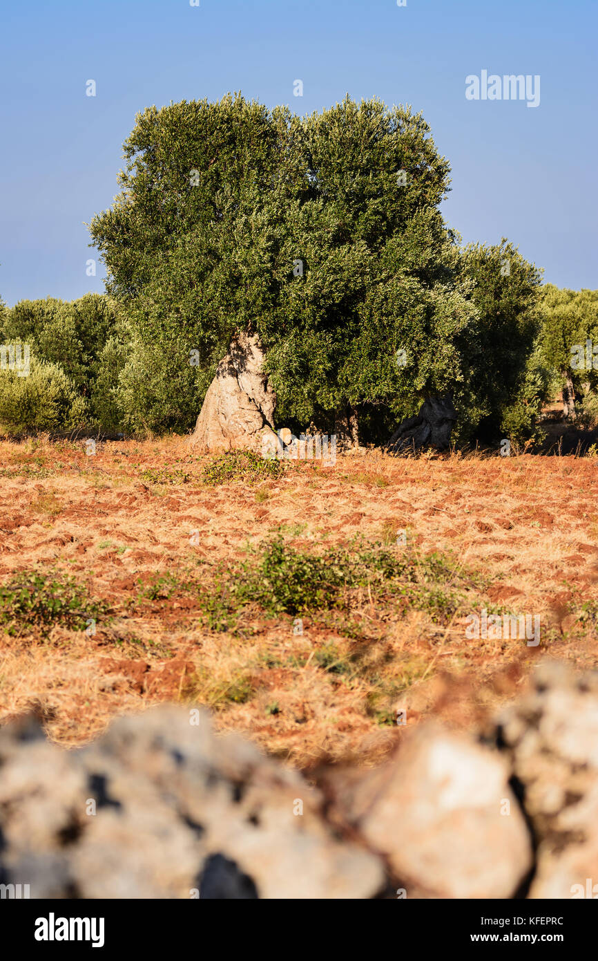 Olive tree puglia hi-res stock photography and images - Alamy