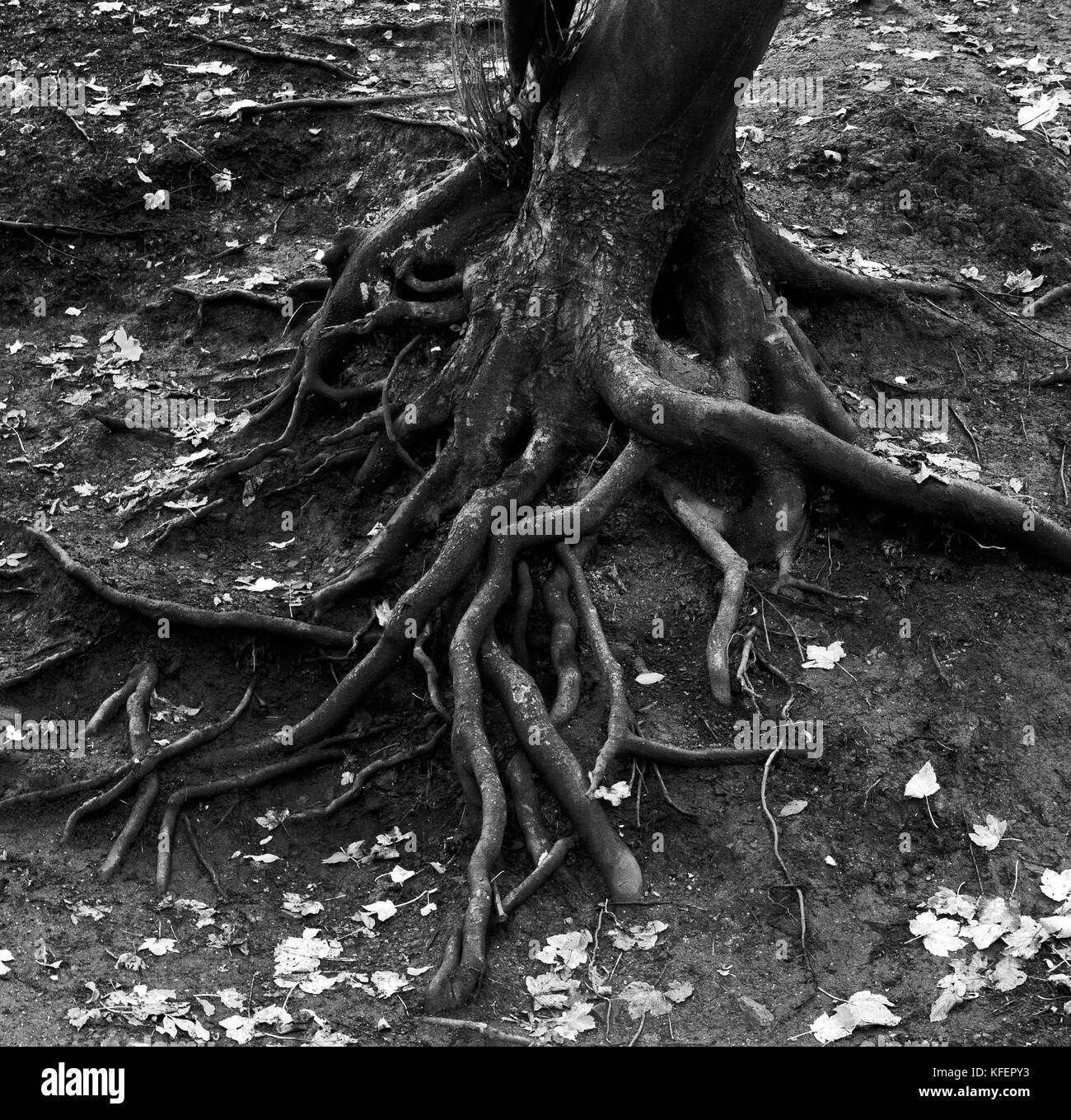 Wooden tree roots Black and White Stock Photos & Images - Alamy