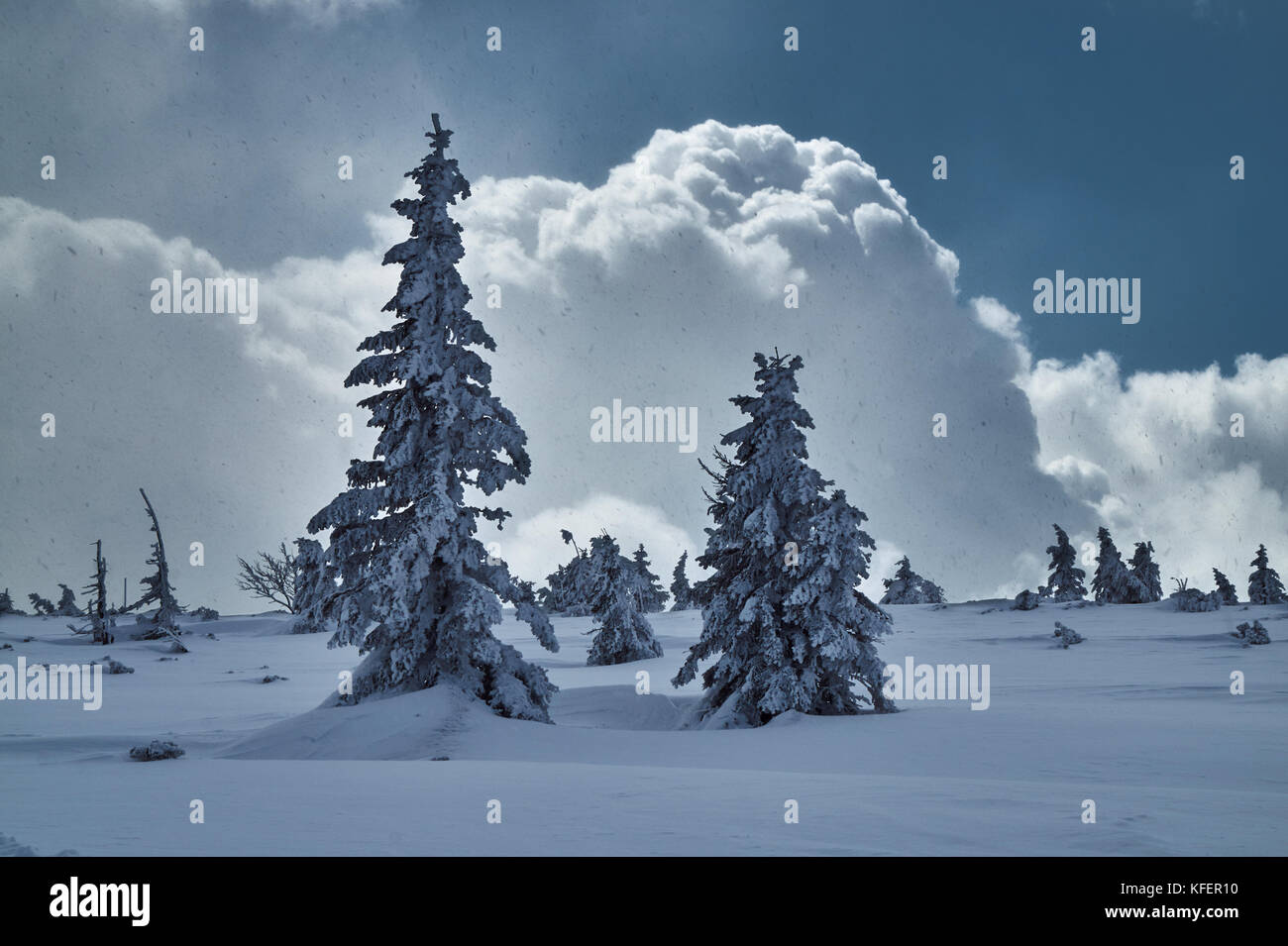 Spruce and snow falling in winter in the Giant Mountains in Poland ...