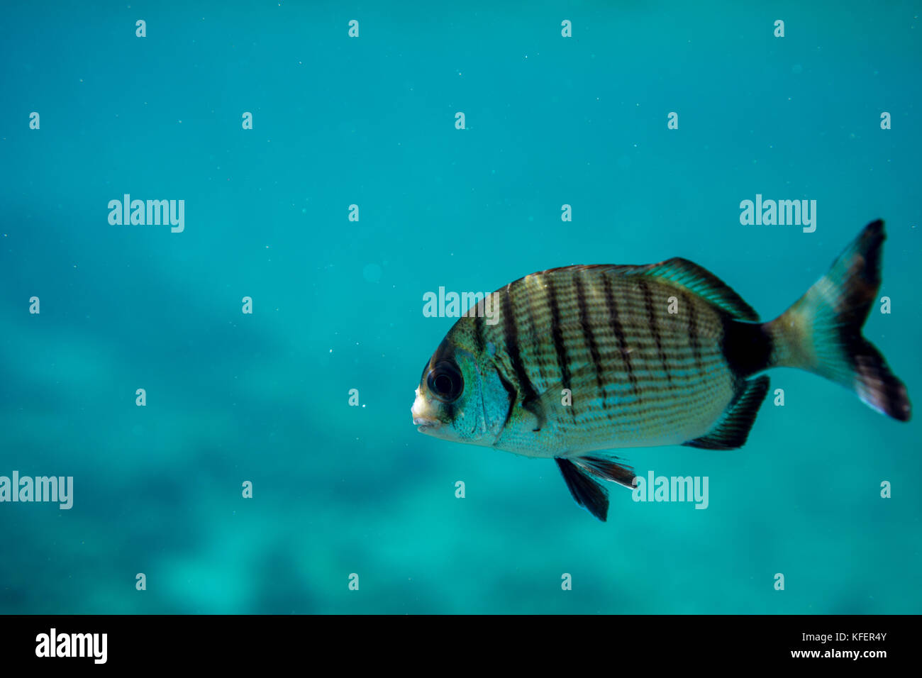 Fish in the mediterenian sea Stock Photo - Alamy