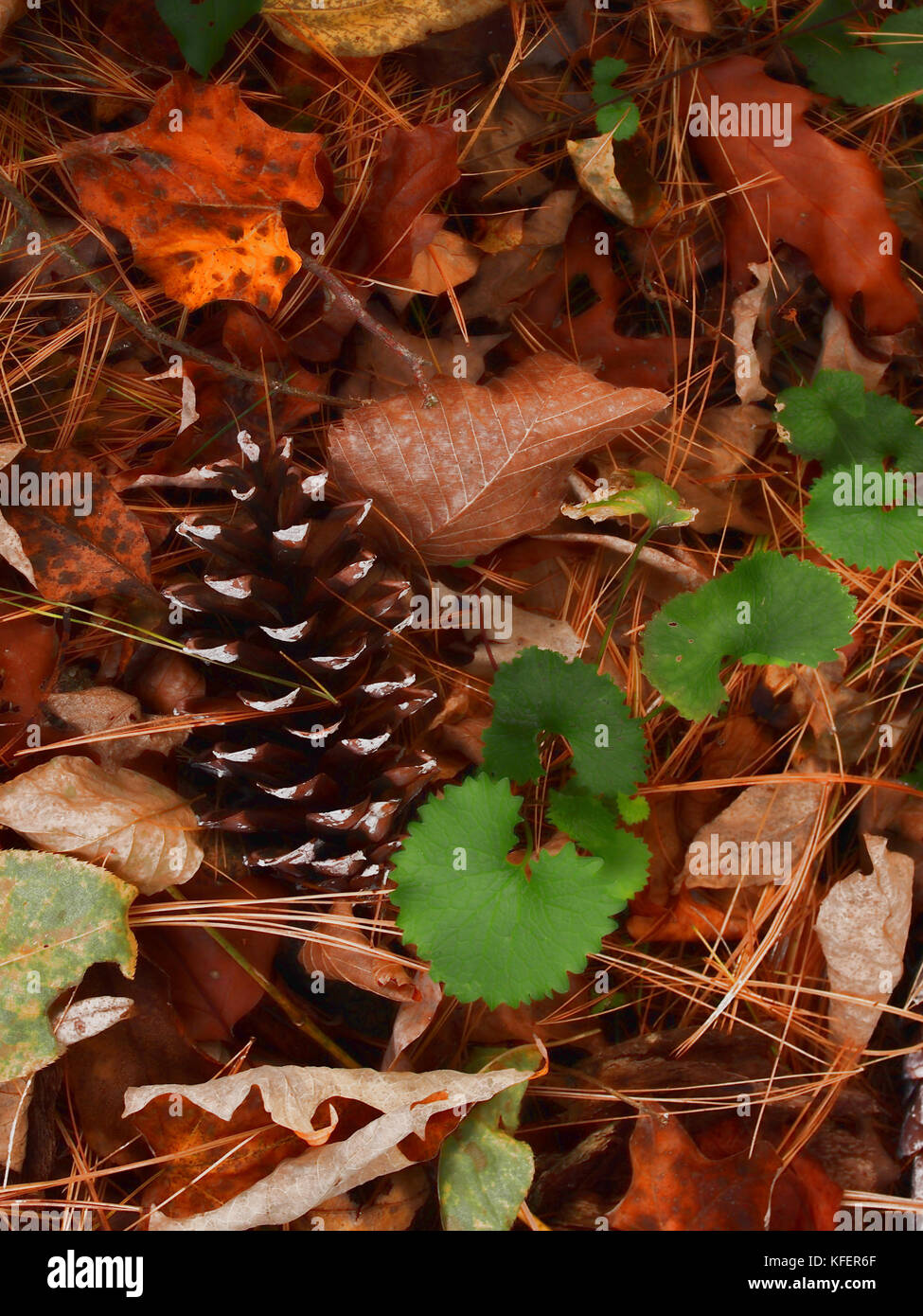 fall leaves and pine cone Stock Photo - Alamy