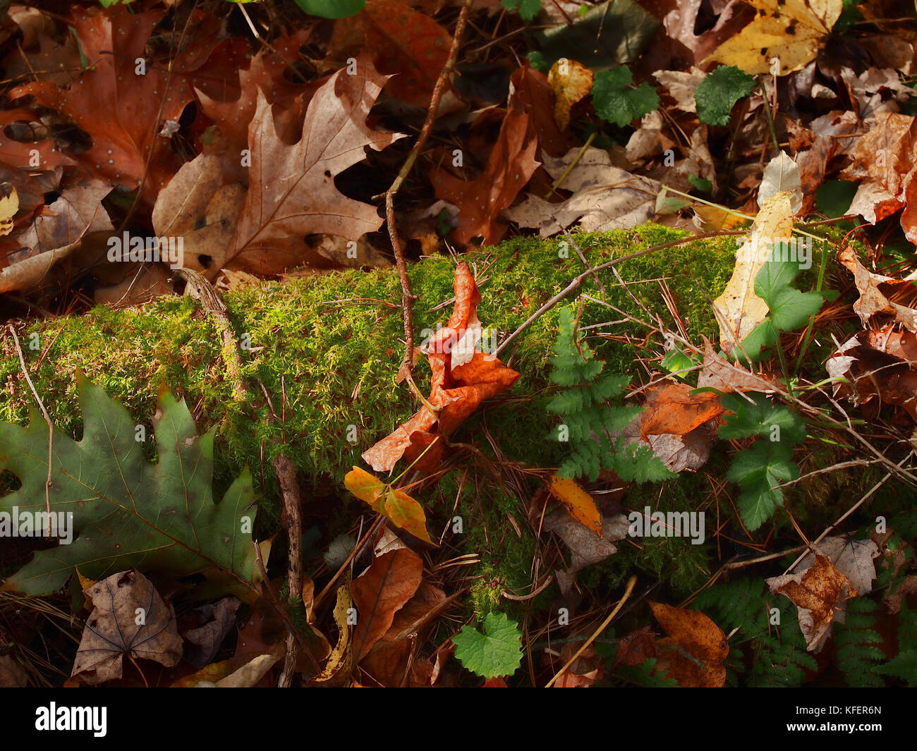 Fallen tree plant lake hi-res stock photography and images - Alamy