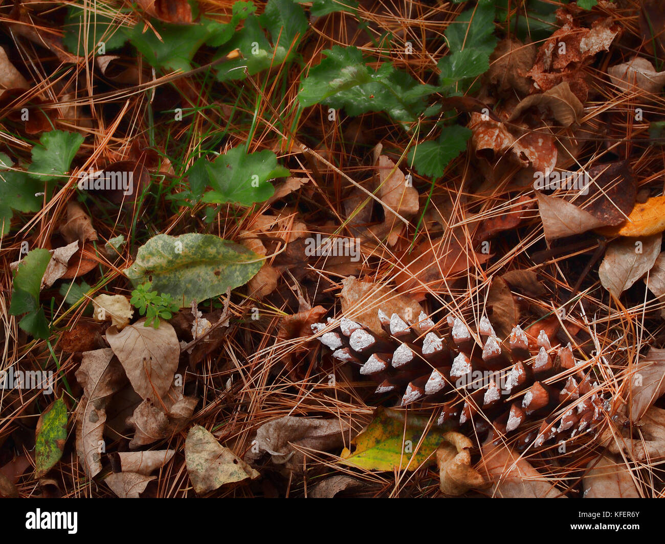 pine cone amid fall leaves and pine needles Stock Photo - Alamy