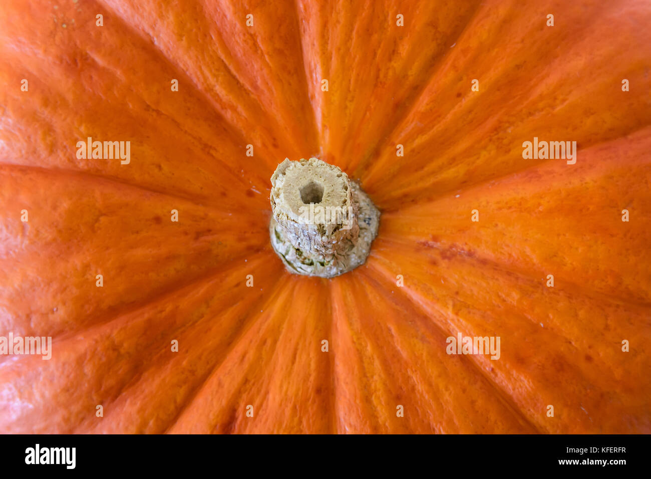 Close-up view of the top of a bright orange squash showing texture and ...