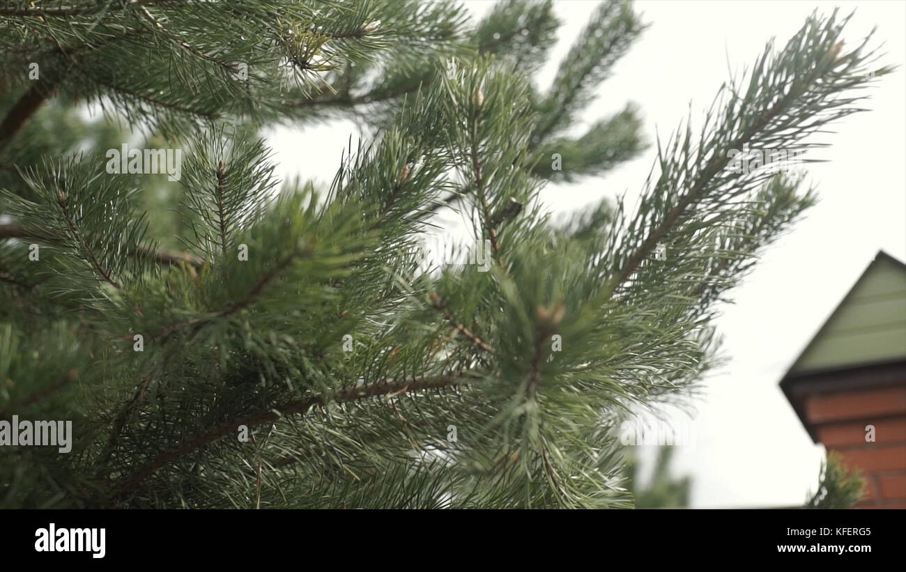 The branches of fur-tree. Evergreen fir pine tree branch. Blue and ...