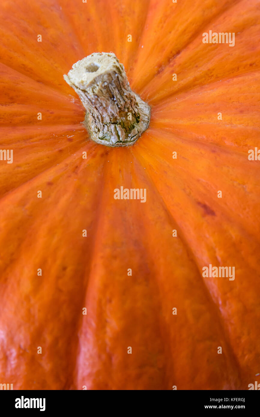 Skin texture vegetable hi-res stock photography and images - Alamy