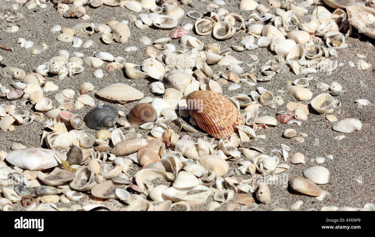 Sanibel island florida and shells hi-res stock photography and images ...
