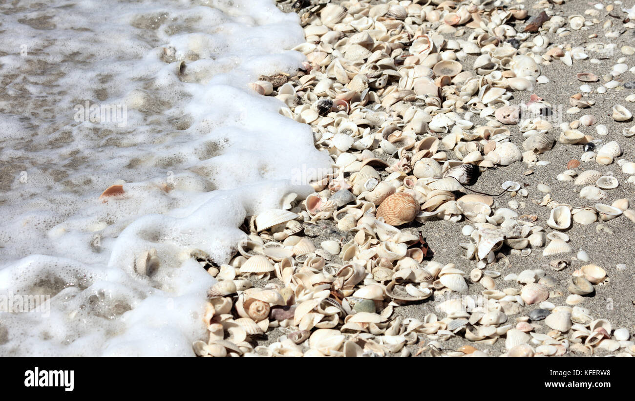 Sanibel island florida and shells hi-res stock photography and images ...