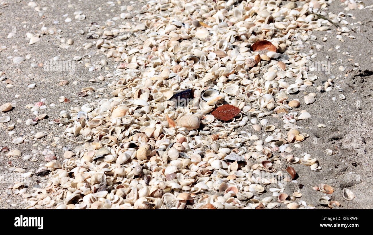 Sanibel island florida and shells hi-res stock photography and images ...