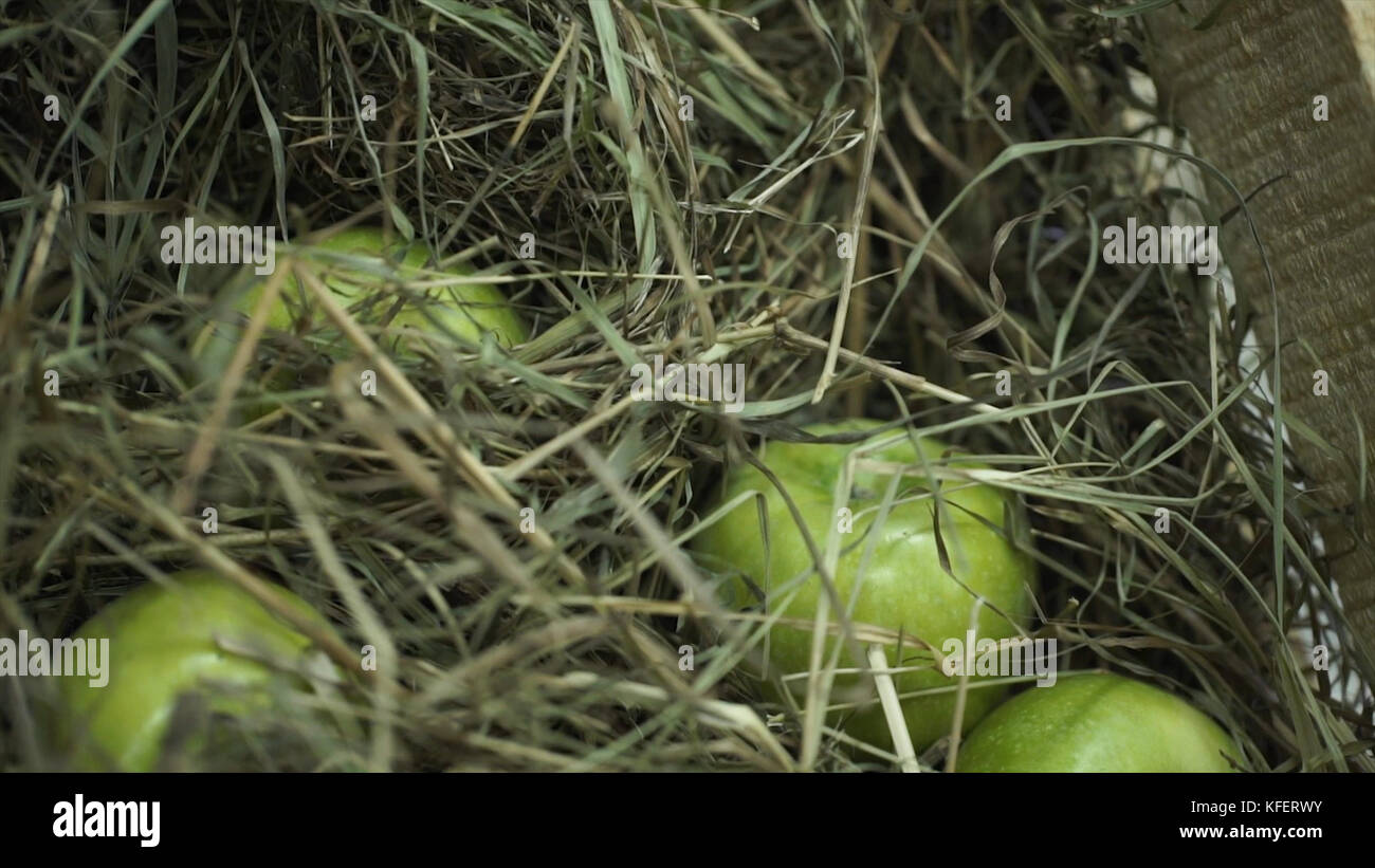 Green apples in the hay. Basket with apples lying in the hay. Juicy ...