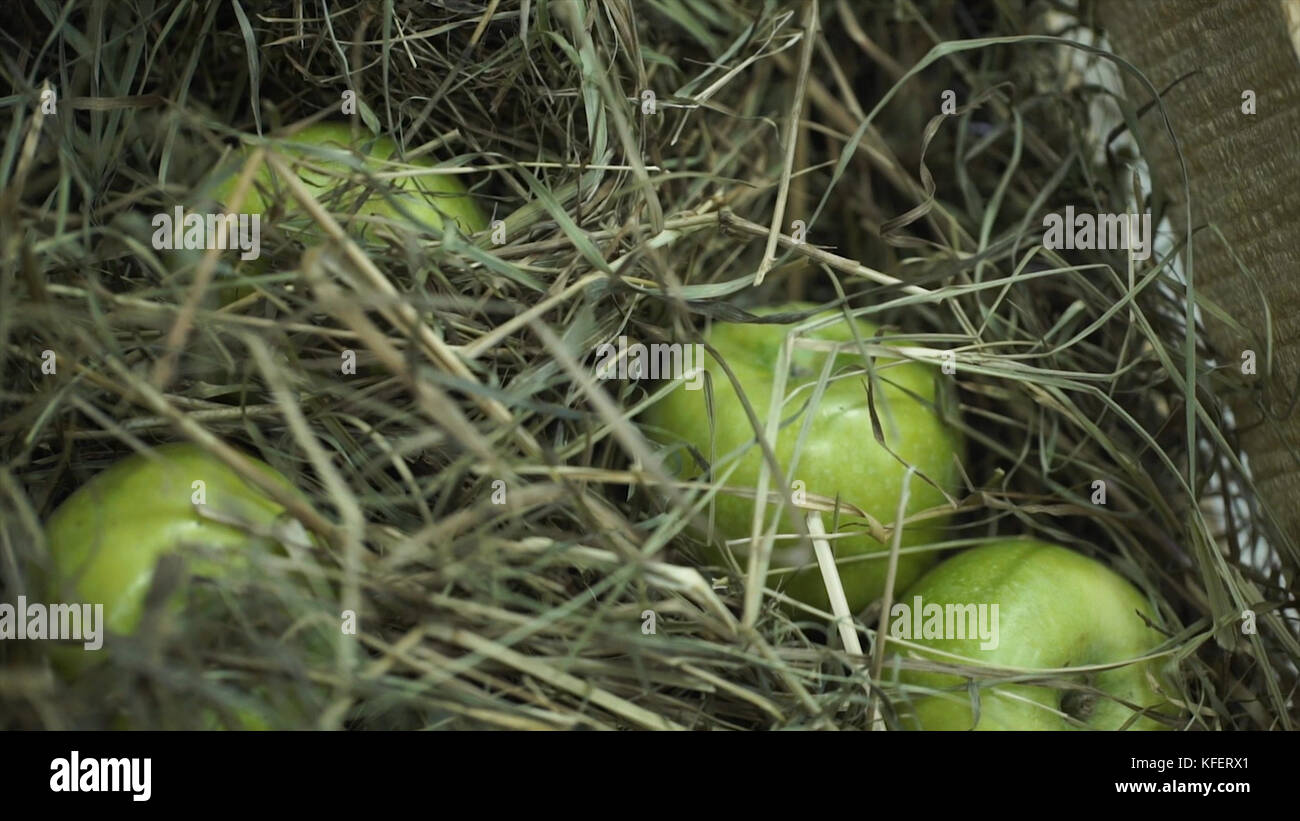 Green apples in the hay. Basket with apples lying in the hay. Juicy ...