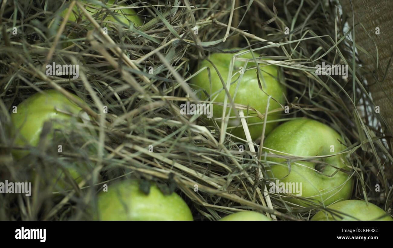 Green apples in the hay. Basket with apples lying in the hay. Juicy ...