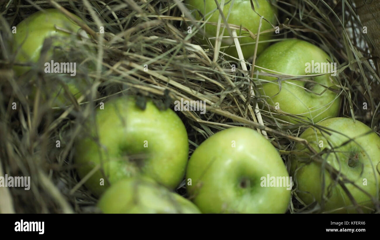 Green apples in the hay. Basket with apples lying in the hay. Juicy ...