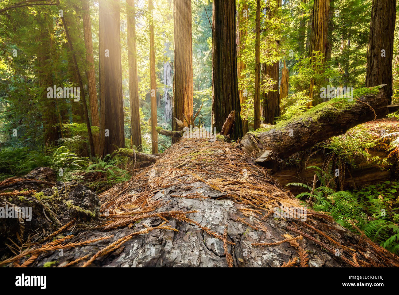 Giant redwood sprouts hi-res stock photography and images - Alamy