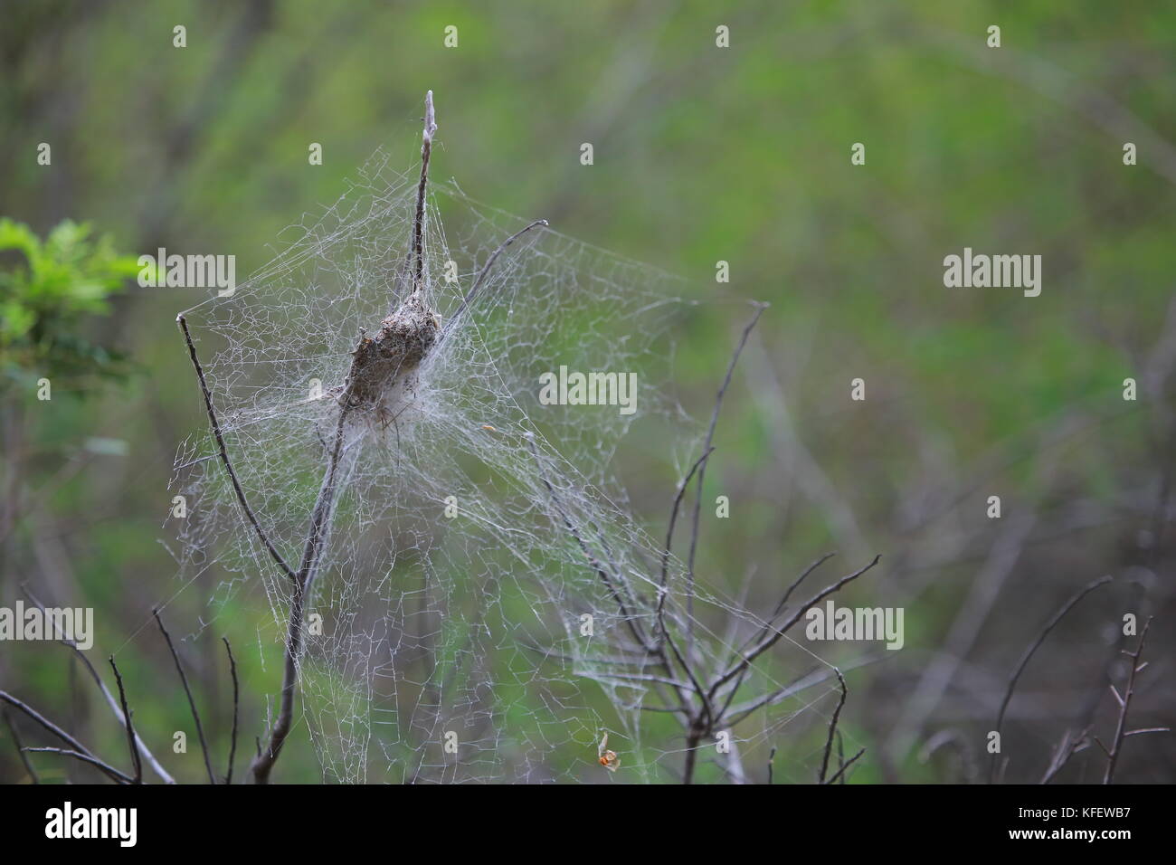 Closeup image of the Nephila pilipes spider (northern golden orb weaver ...