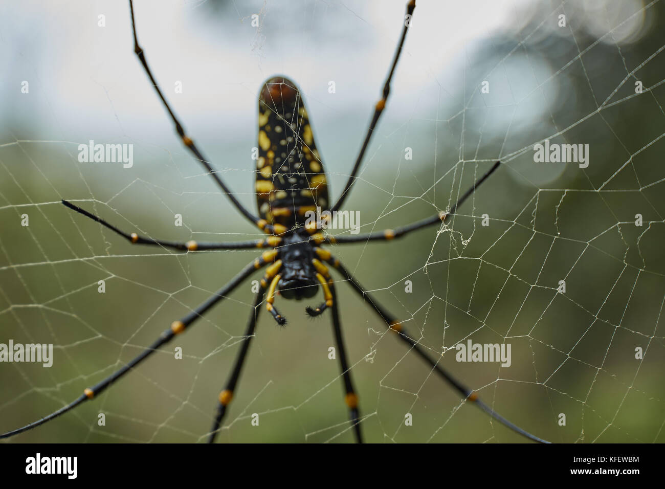 Closeup image of the Nephila pilipes spider (northern golden orb weaver ...