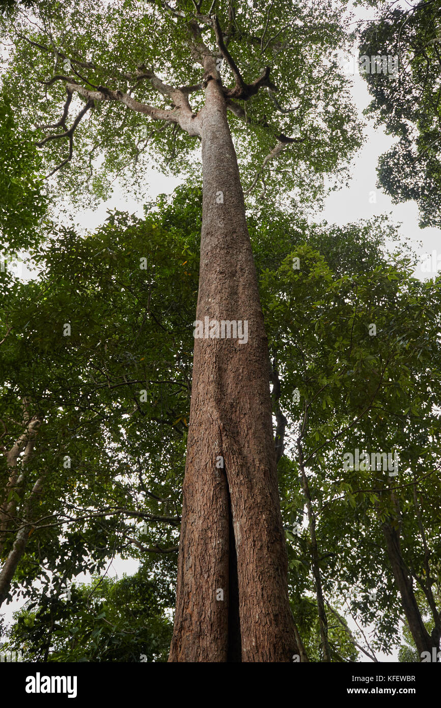 Sunny Cedar forest background, old rare Chenkurinji trees in Shendurney ...