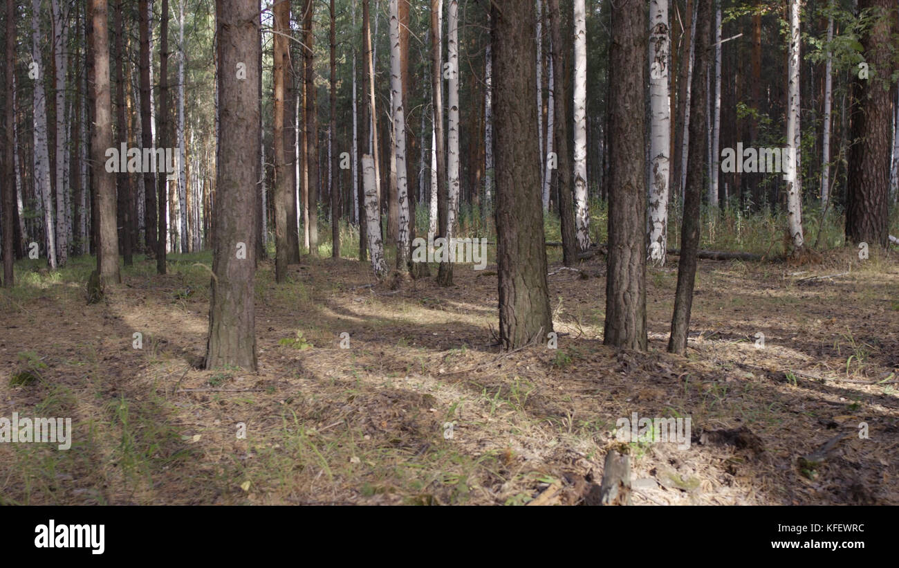 Forest trees. nature green wood. Nature park tree. Autumn in the forest ...