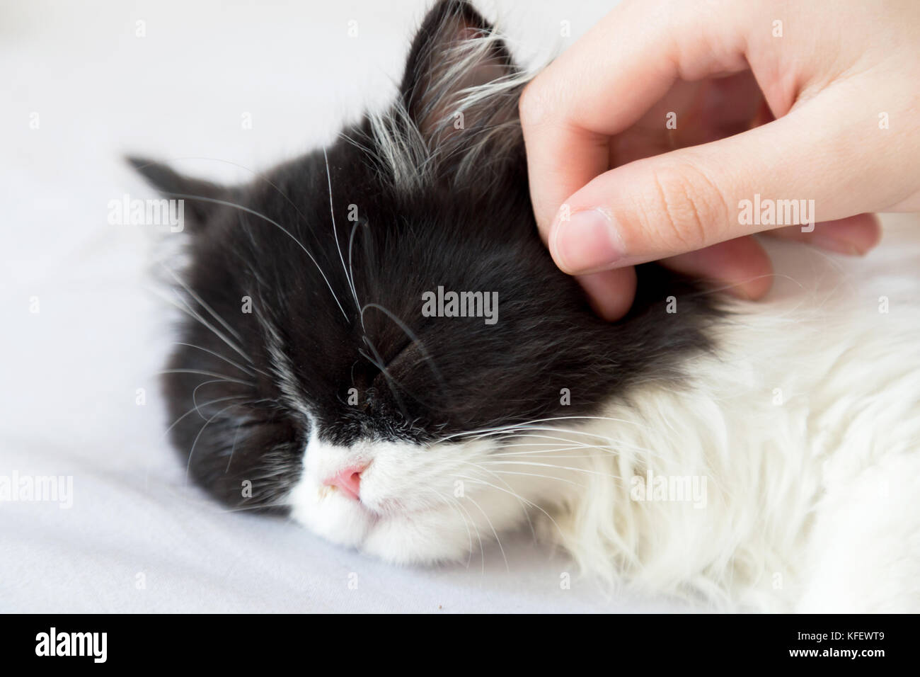 Hand petting face hi-res stock photography and images - Alamy
