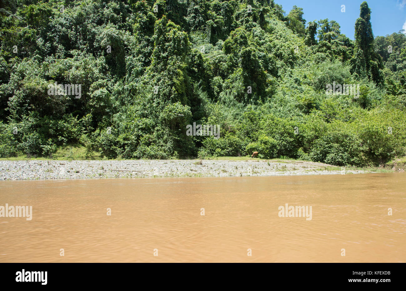 Cow grazing on the Navua River riverbank with lush, tropical rainforest ...