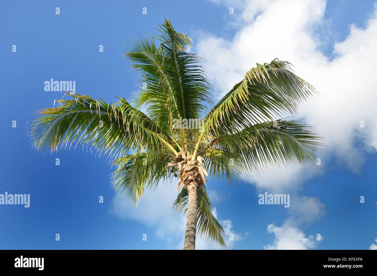 Single Coconut tree with sky background Stock Photo - Alamy