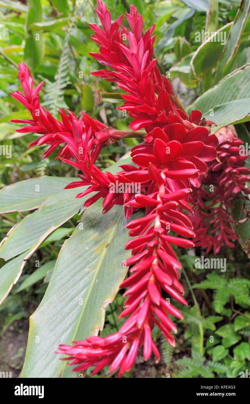 Red tropical flower hi-res stock photography and images - Alamy