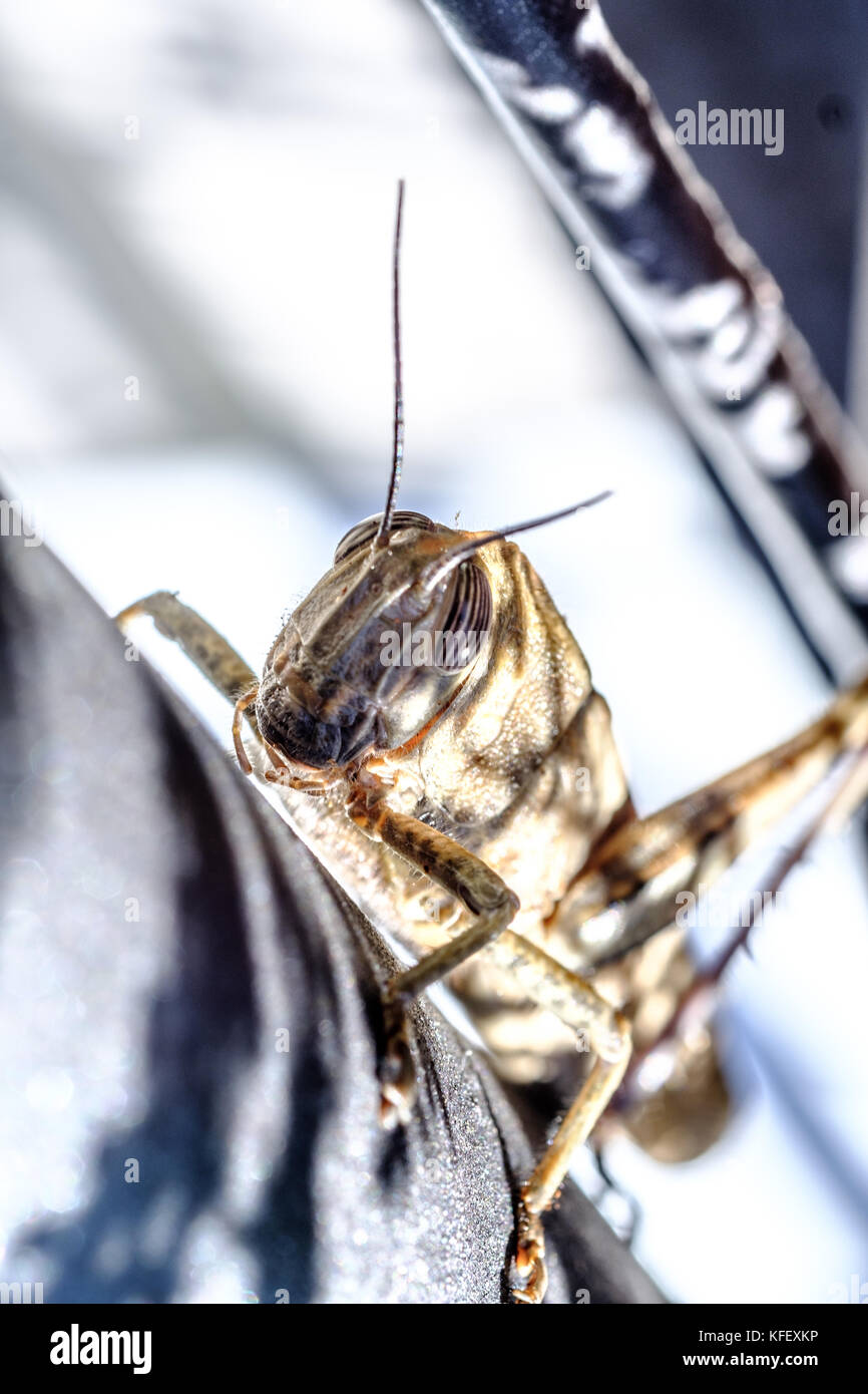 Locust jump hi-res stock photography and images - Alamy