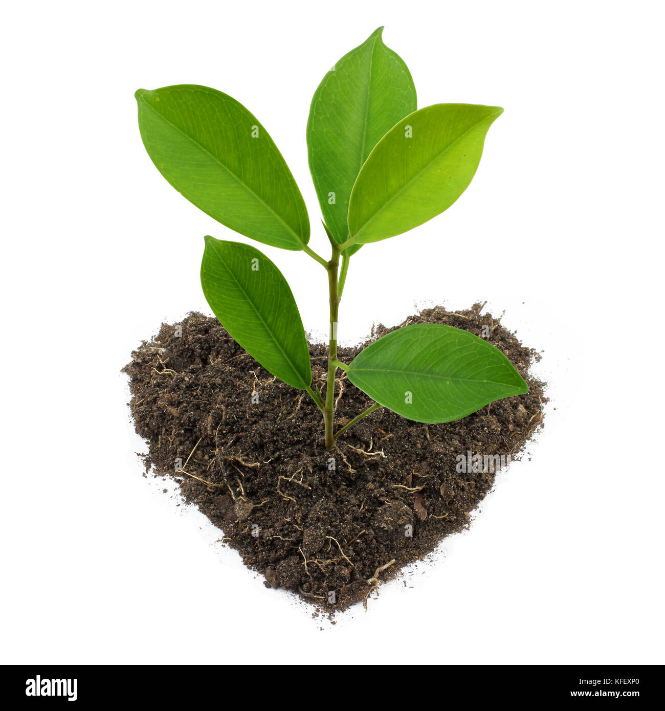 Young Green Plant and Heart-Shape Soil Isolated on white background ...
