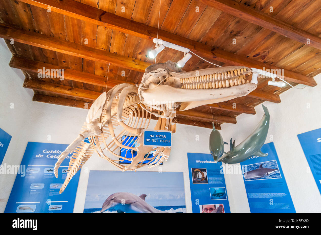 Cetacean bones hi-res stock photography and images - Alamy