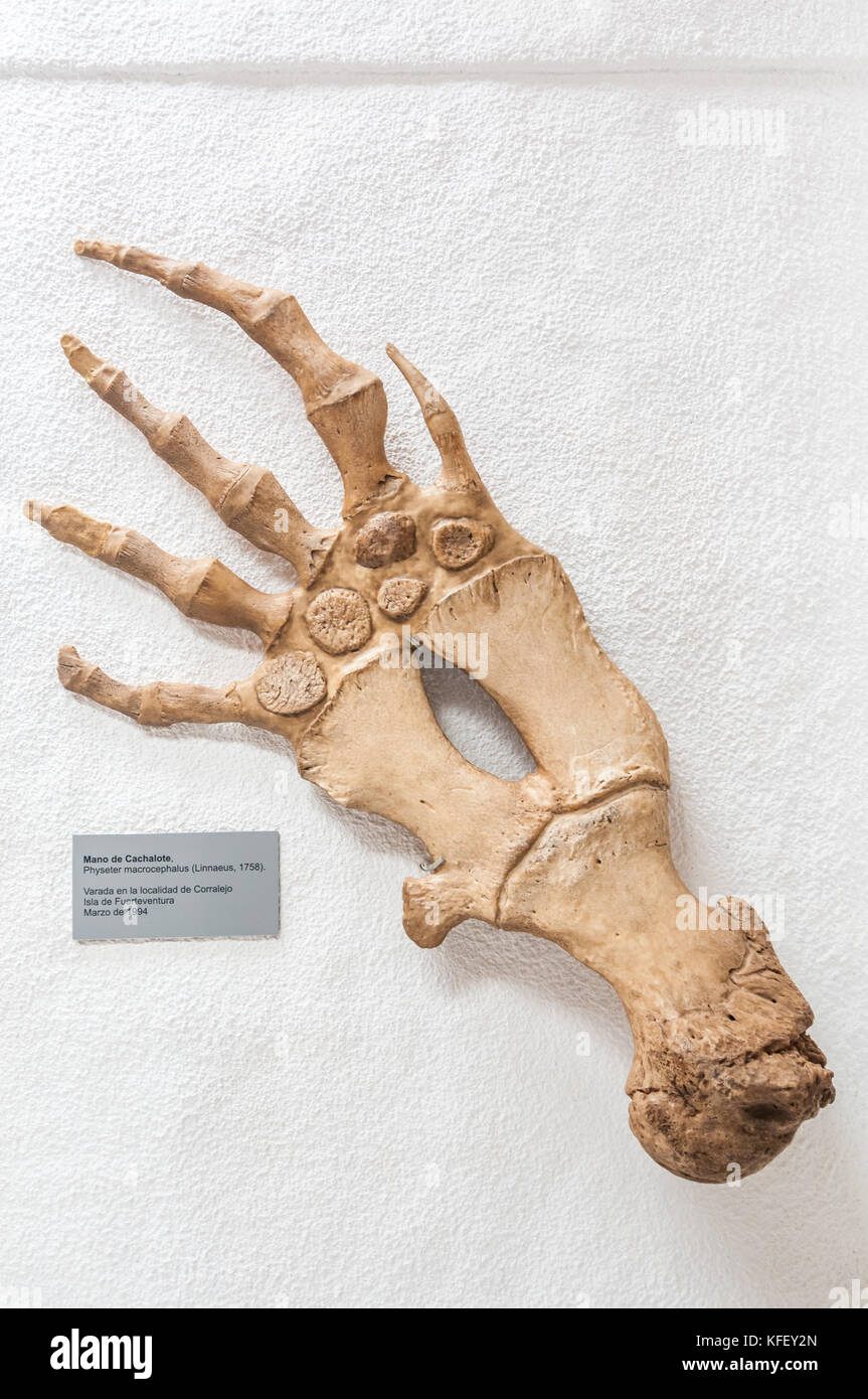 sperm whale hand (physeter macroephalus) in the Museo Chinijo the ...
