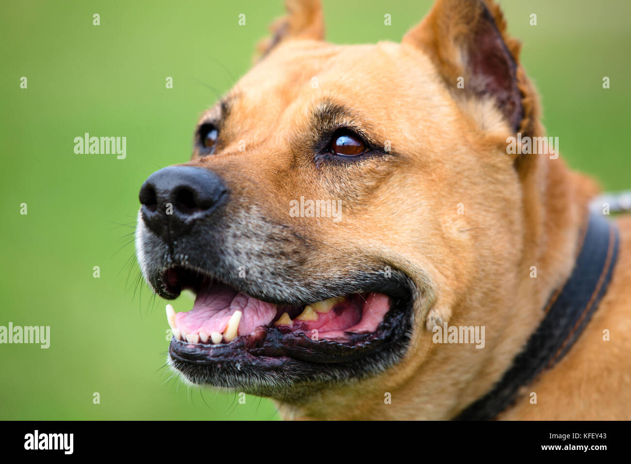 Staffordshire bull terrier hi-res stock photography and images - Alamy