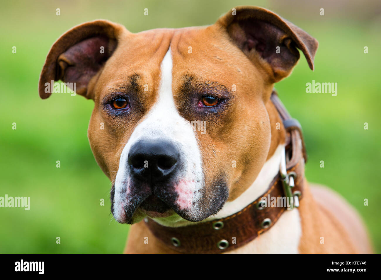 Staffordshire bull terrier hi-res stock photography and images - Alamy