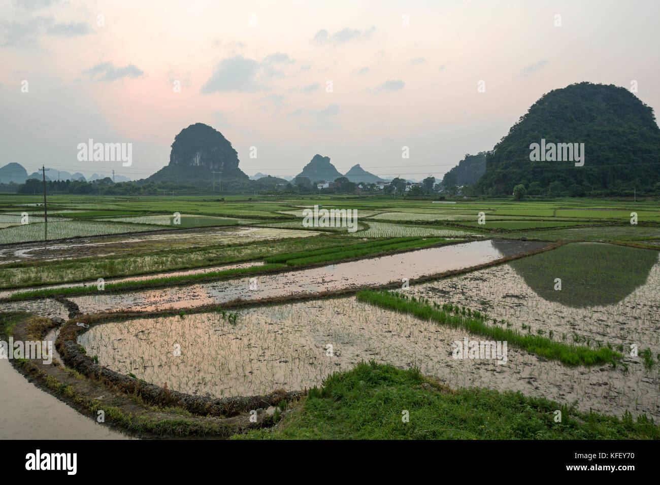 Rice fields with water near Yangshuo town during sunset, Guilin ...