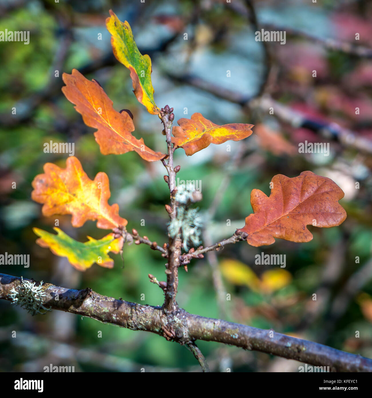 Decaying tree leaves hi-res stock photography and images - Alamy