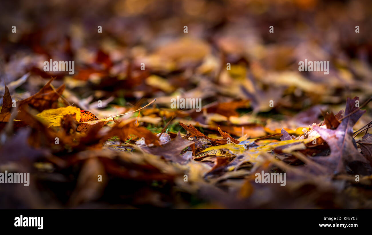 Decaying red garden leaves on the ground hi-res stock photography and ...