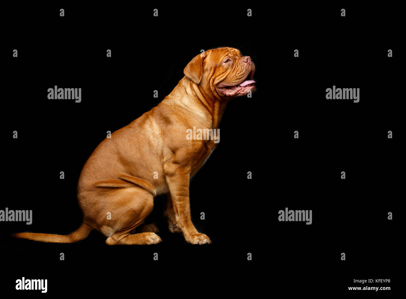 beautiful bordeaux dogue dog Stock Photo - Alamy