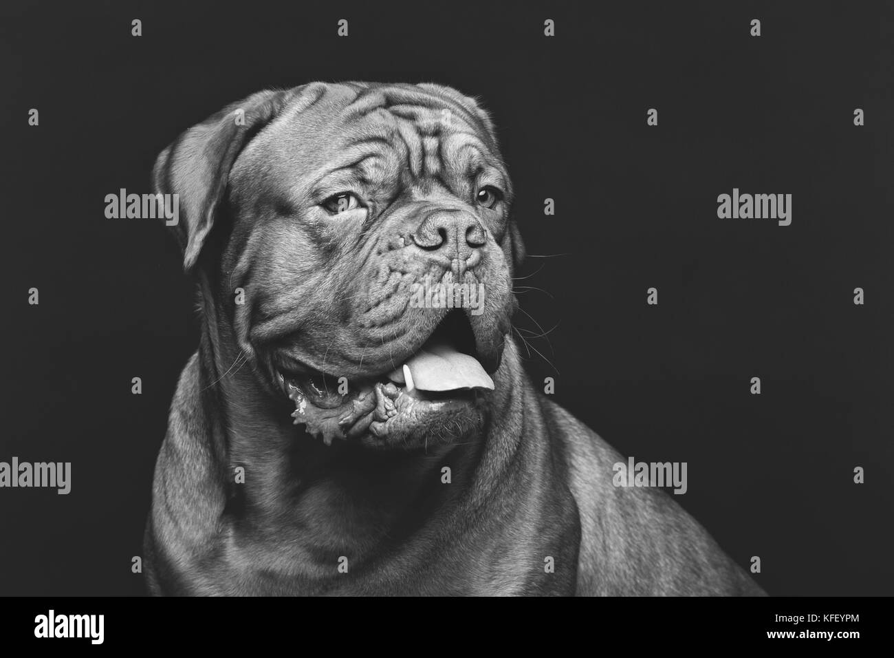 beautiful bordeaux dogue dog Stock Photo - Alamy
