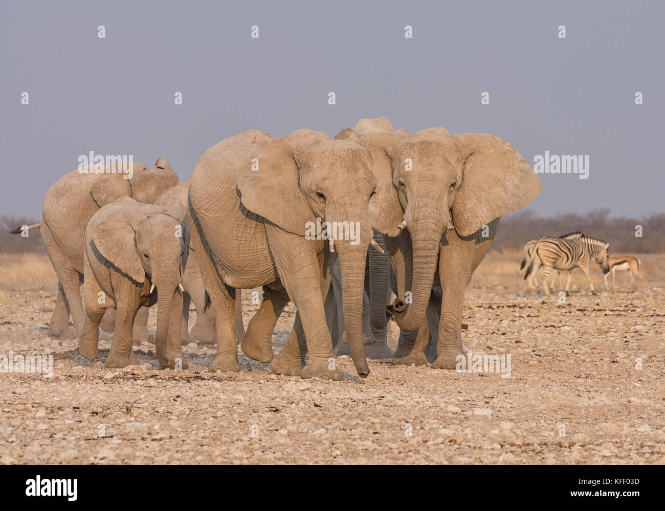 A breeding herd of African Elephants walking across the Namibian ...