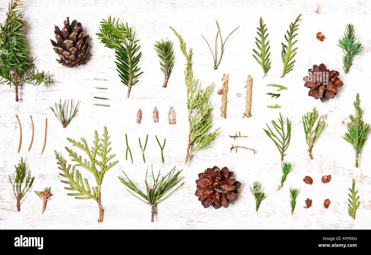 Pattern of tree branches, cones. Background of coniferous trees ...